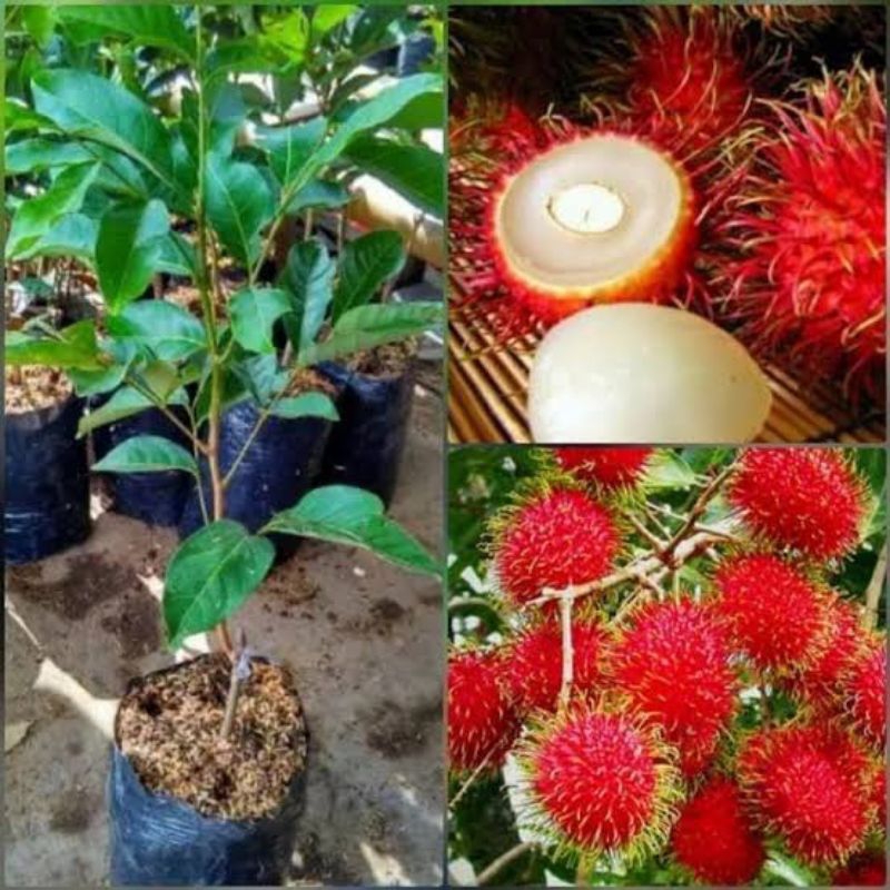 Jual Buah rambutan kalimantan manis 1kg/ buah rambutan 1kg kalimantan ...