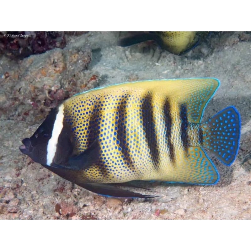 Jual ikan hias angel roti sixline angelfish air laut | Shopee Indonesia