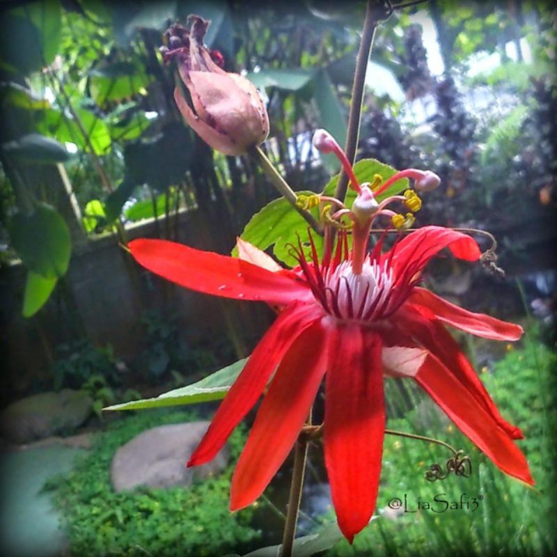 Jual tanaman jalar bunga pasiflora bunga merah tanaman hias dan bunga ...