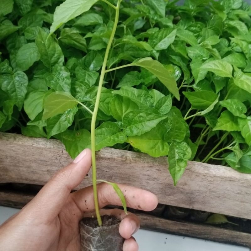 Jual Bibit Cabe Rawit Merah | Shopee Indonesia