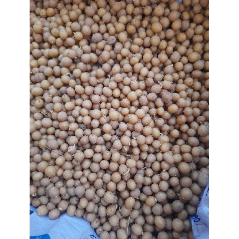 Jual benih kentang 1000biji minituber siap tanam | Shopee Indonesia