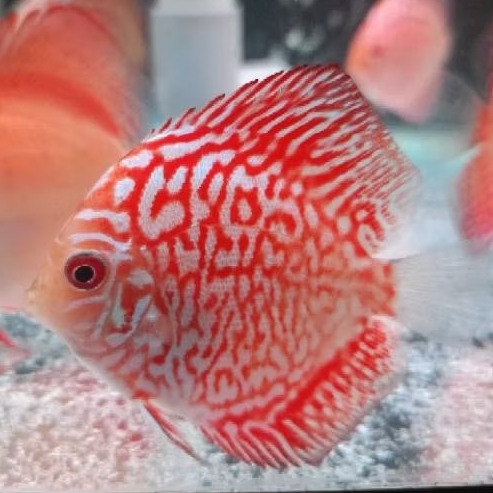 Jual IKAN HIAS DISCUS RED PIGEON SNAKE SKIN GRADE A 2 INCH | Shopee ...