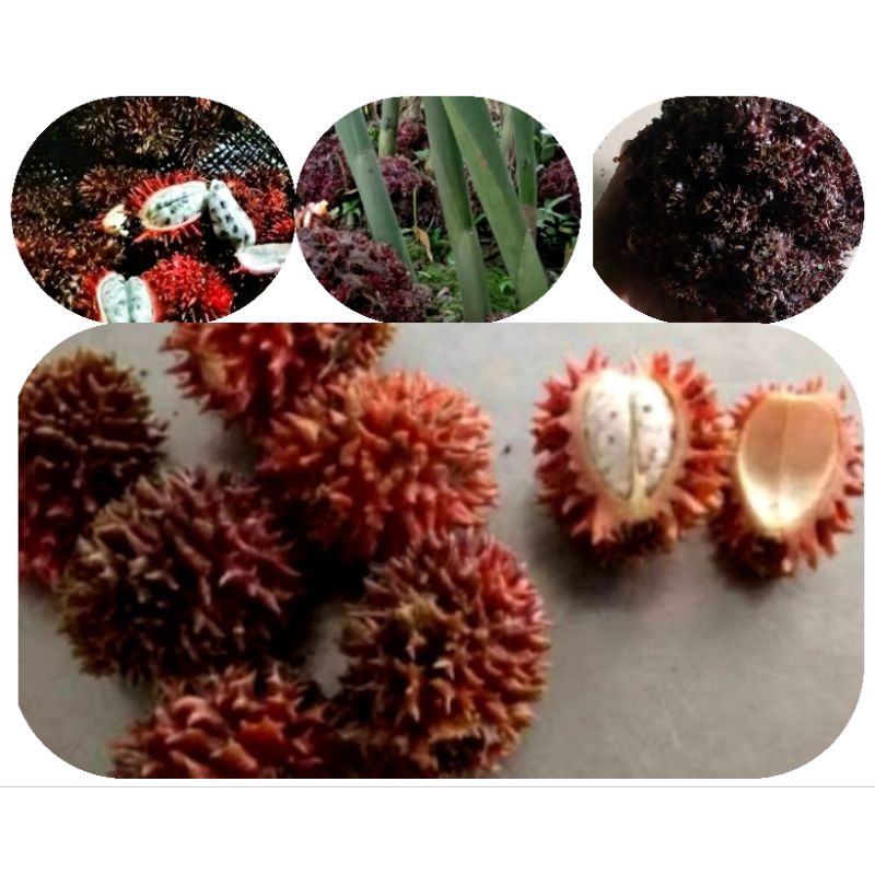 Jual Buah parahulu rambutan tanah 300 gram petik langsung | Shopee ...