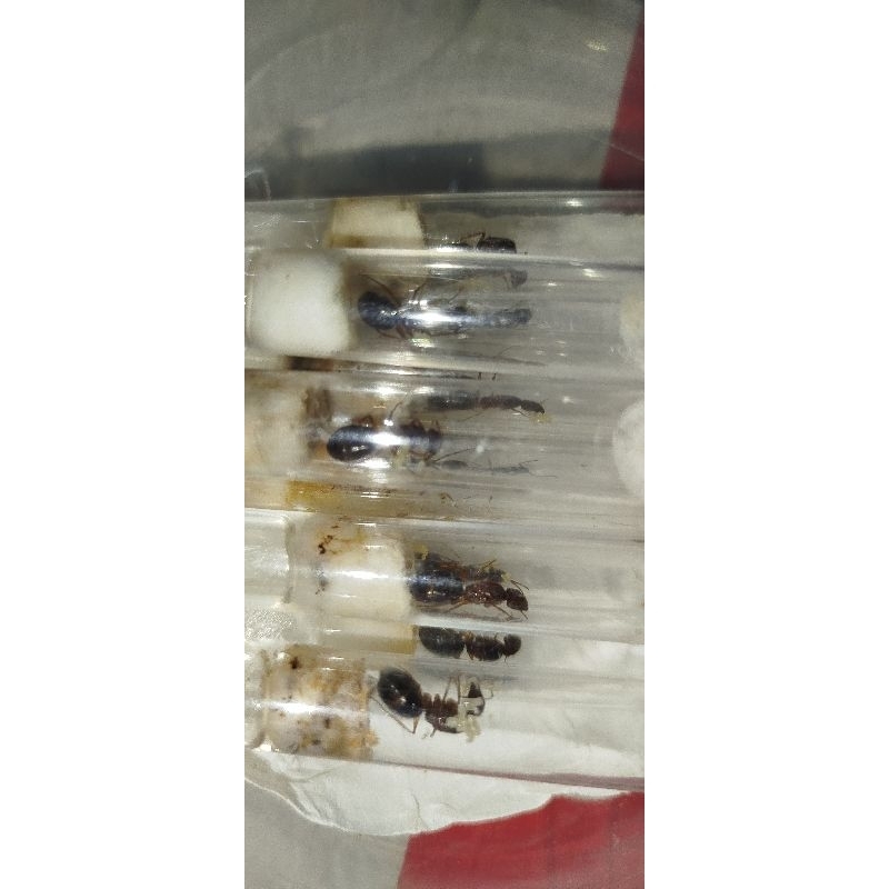 Jual camponotus barbatus ant queen ratu semut kayu Carpenter | Shopee ...