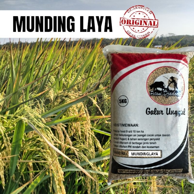 Jual Benih Padi Unggul Munding Laya kemasan 5 kg | Shopee Indonesia