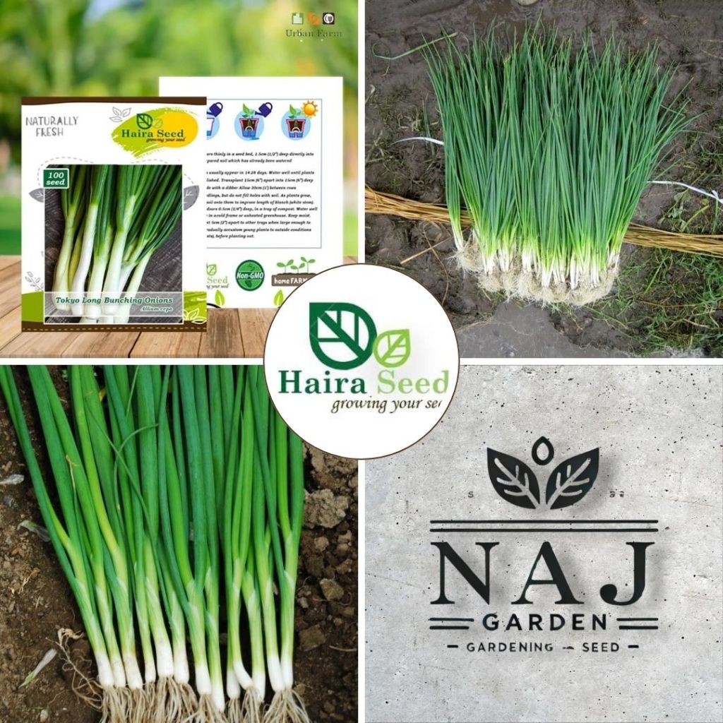 Jual Benih Daun Bawang Tokyo Long Berkualitas dari Haira Seed (isi 5 ...