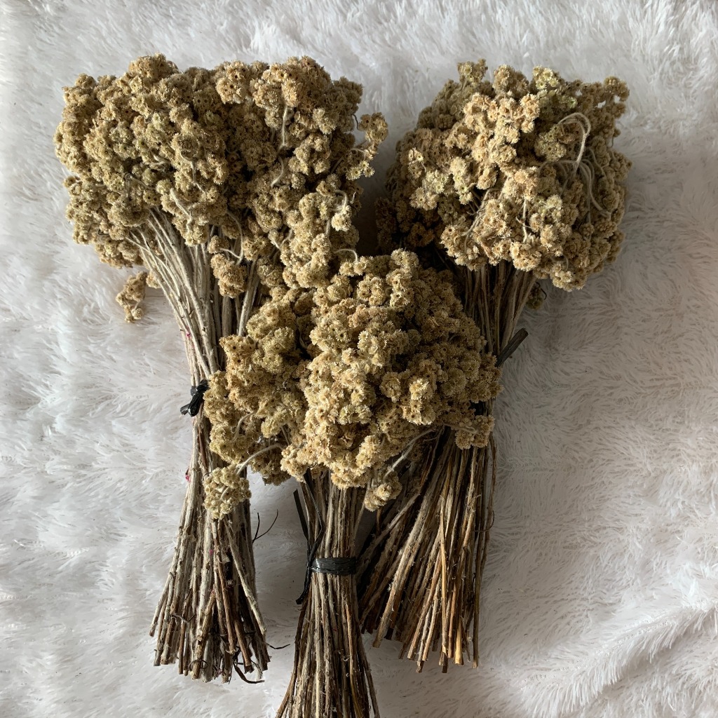Jual 5-15 Batang Edelweis Merapi | Dried Flower | Bunga Kering Asli ...