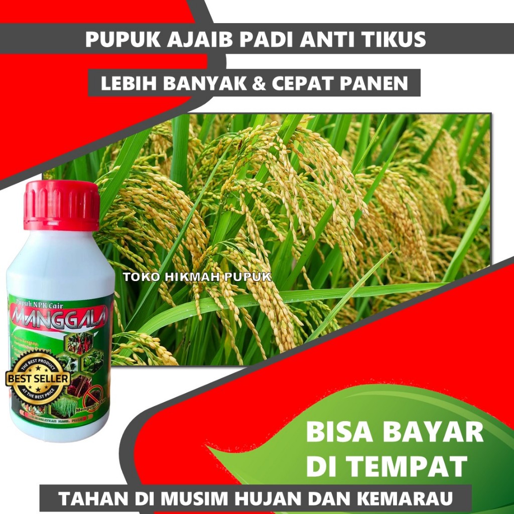 Jual PUPUK PENAMBAH BOBOT PADI ANTI TIKUS DAN KEONG PALING BAGUS Pupuk Padi Manggala 500 ml ...