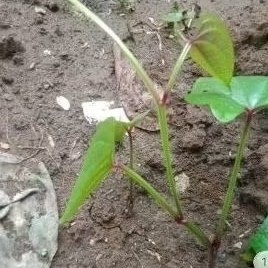 Jual BIBIT TANAMAN UWI UNGU | Shopee Indonesia