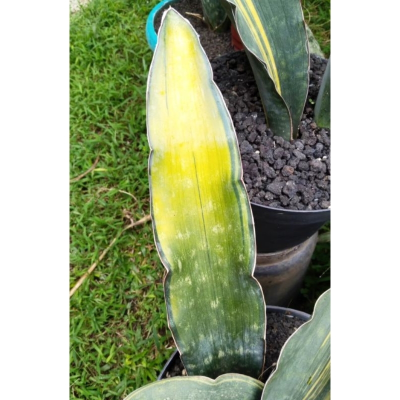 Jual Sansevieria Douglas varigata | Shopee Indonesia