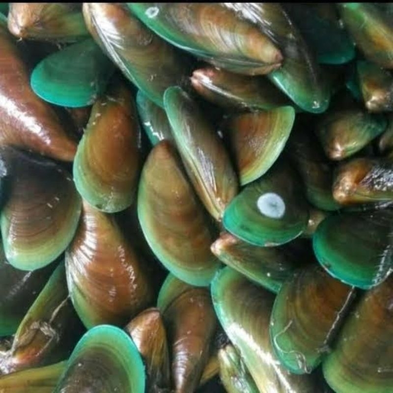 Jual kerang hijau seafood frozen | Shopee Indonesia