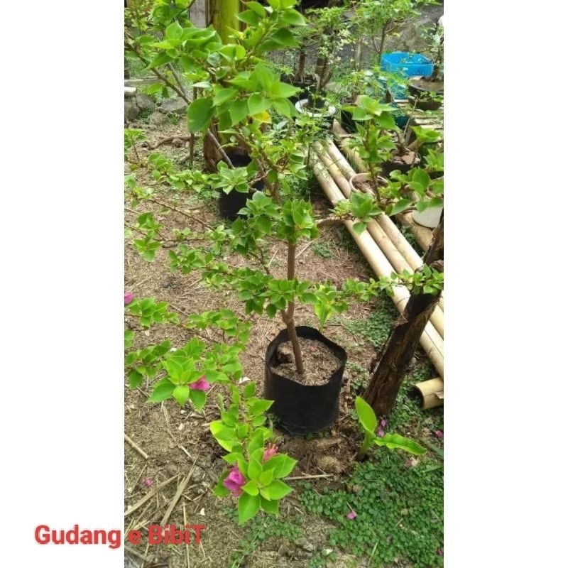 Jual Tanaman Hias Bougenville Merah Fanta Bunga Kertas Merah Fanta