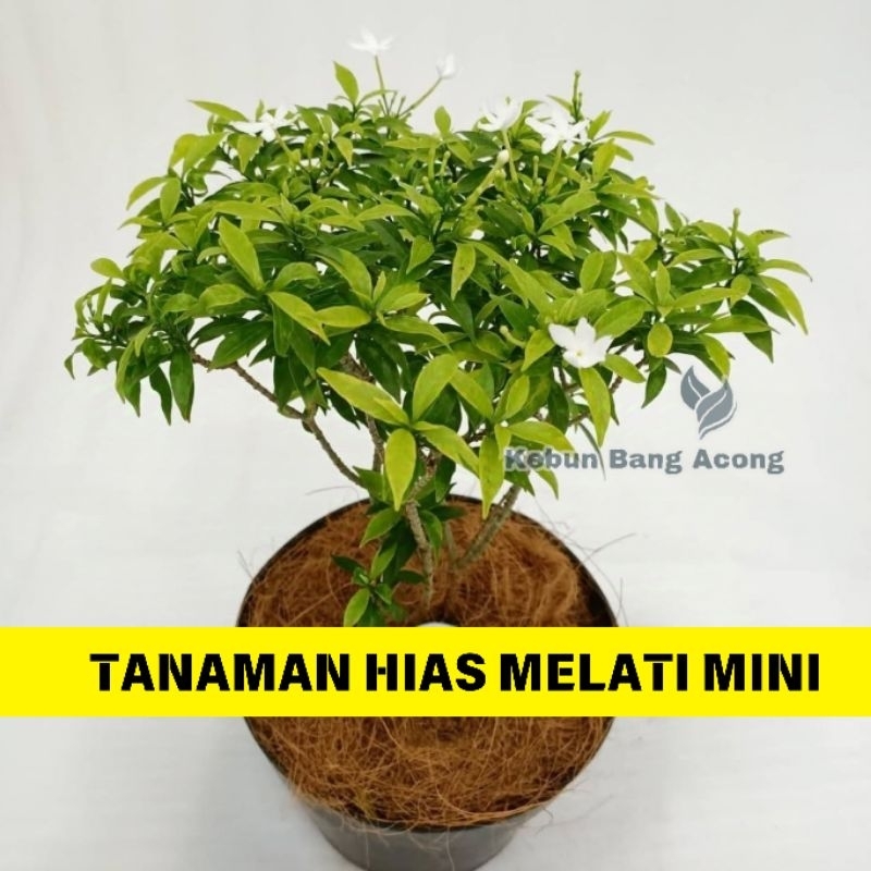 Jual Tanaman Hias Melati Mini atau Tanaman Rombusa Kebun Bang Acong ...