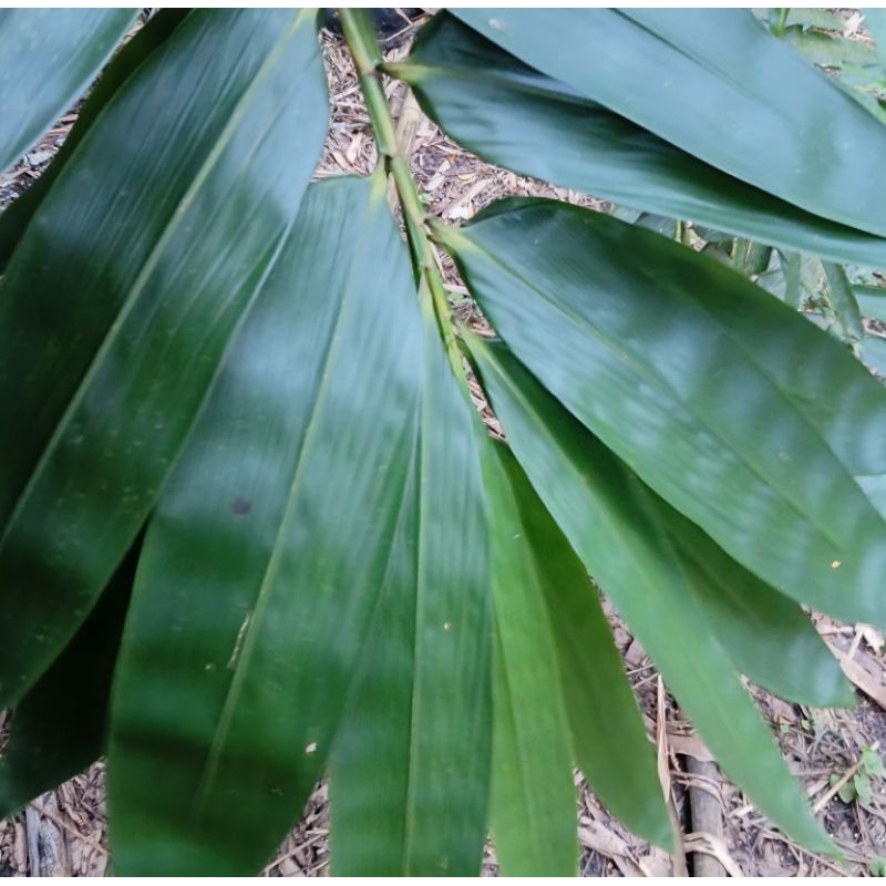 Jual Daun bambu segar jumbo langsung petik 100+lembar | Shopee Indonesia