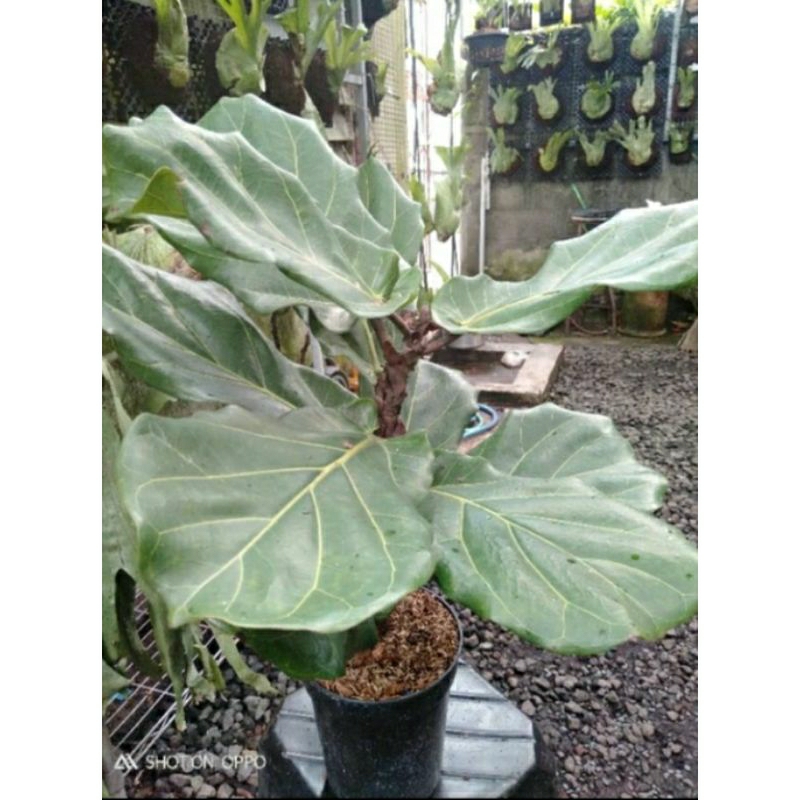 Jual Ketapang Biola (ficus lyrta) | Shopee Indonesia