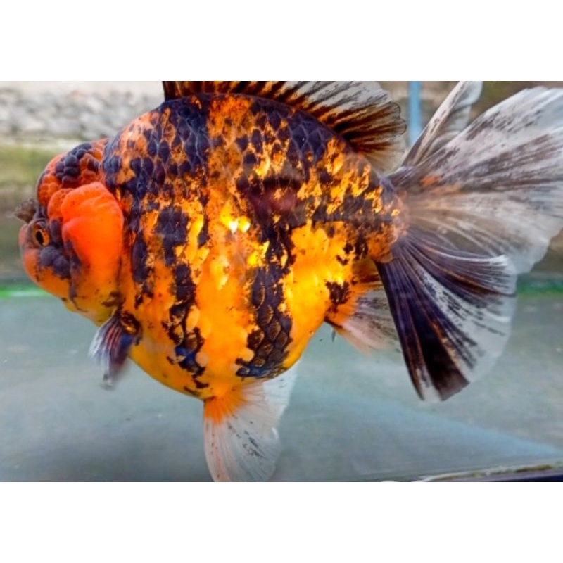 Jual Ikan mas koki OLT TIGER Bulky Body | Shopee Indonesia