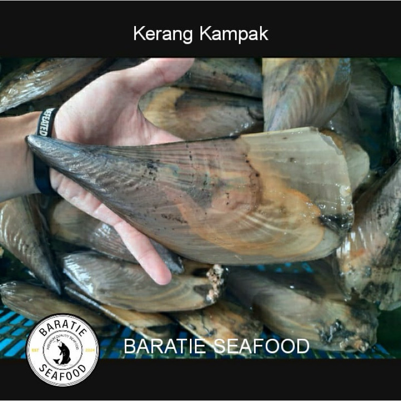 Jual Kerang Kampak Jumbo/ Scallop Live Seafood | Shopee Indonesia