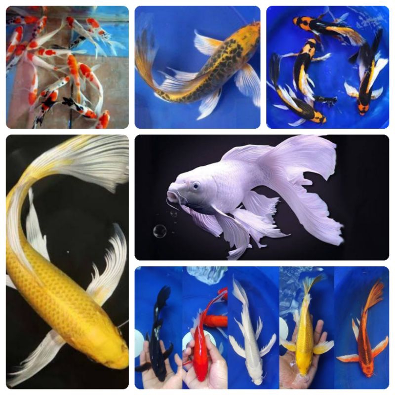 Jual koi kumpay sleyer 50rb bergarangsi | Shopee Indonesia