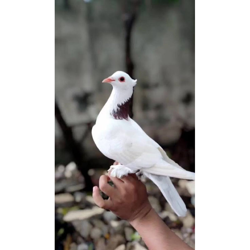 Jual TELUR RETAS MERPATI JAMBUL UNTUK DI TETASKAN | Shopee Indonesia