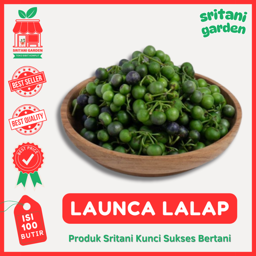 Jual Benih Leunca Lalap 100 Biji Sayur Kaya Manfaat - Sritani Garden ...