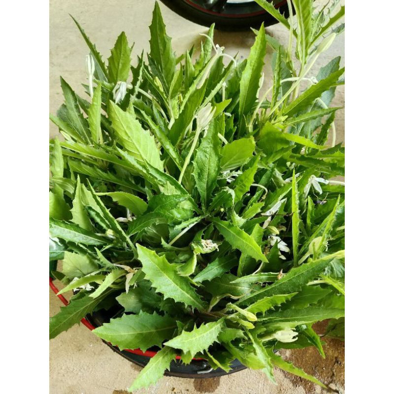 Jual Tanaman kitolod herbal/korejat kembang obat katarak rabun dll ...