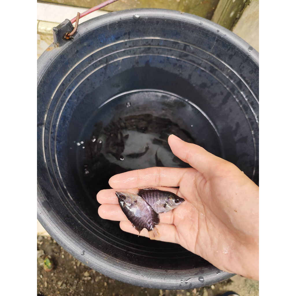 Jual Bibit Ikan Kalui Gurame Budidaya dan Konsumsi | Shopee Indonesia