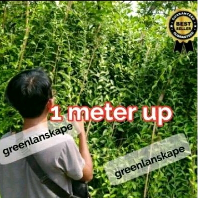 Jual Tanaman likuanyu 80 cm - 1 meter tanaman hias pagar lee kuan yew ...