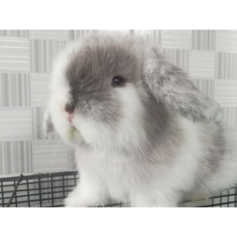 Jual Kelinci Holland Lop Magpie | Shopee Indonesia
