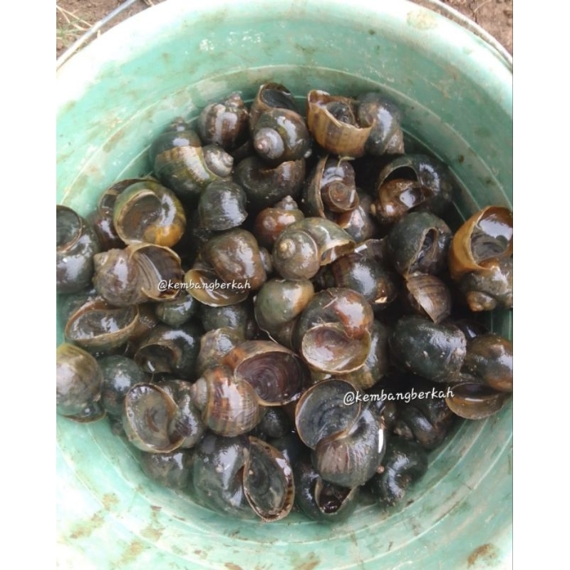Jual Keong mas keong sawah hidup 500gr | Shopee Indonesia