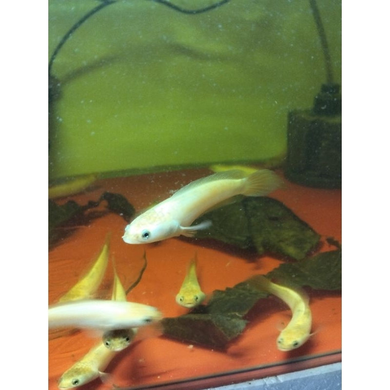 Jual Golden pulchra 8-9CM pure 100% | Shopee Indonesia