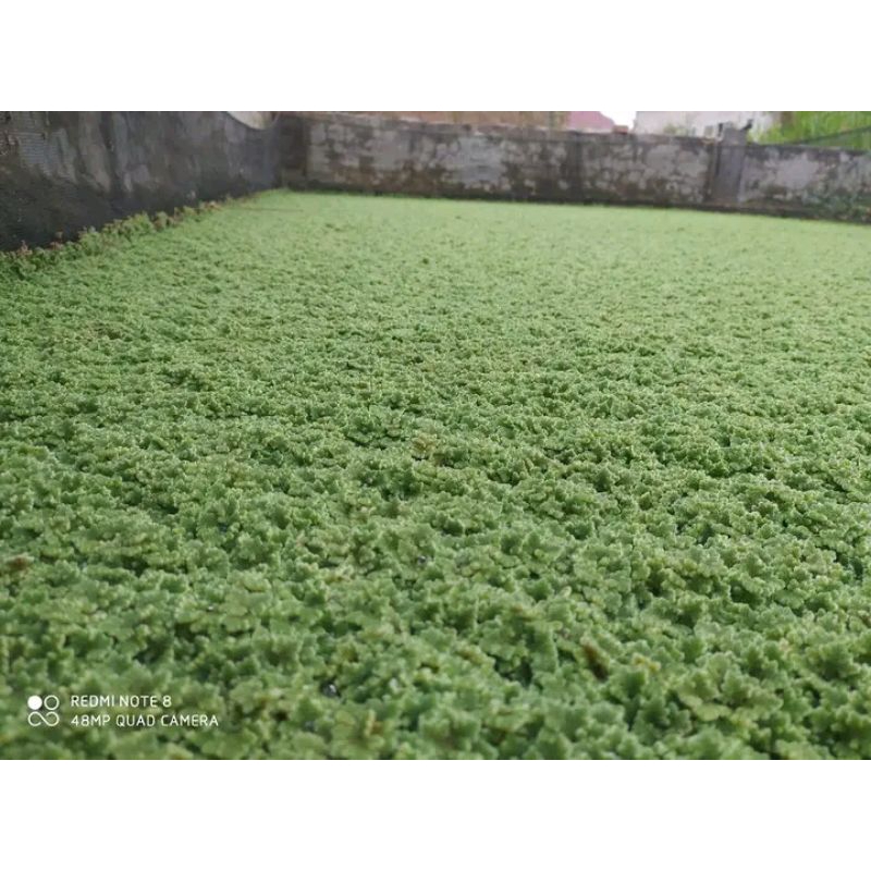 Jual Azola pakan alternatif entok | Shopee Indonesia