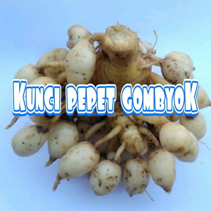Jual kunyit putih, temu putih gombyok, kunci pepet segar 1 kg | Shopee ...