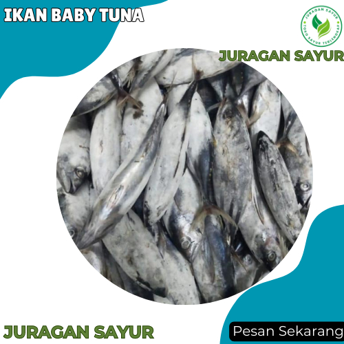 Jual Ikan Baby Tuna 1 kg - Tuna 1 kg - Ikan Baby Tuna Segar - Ikan ...