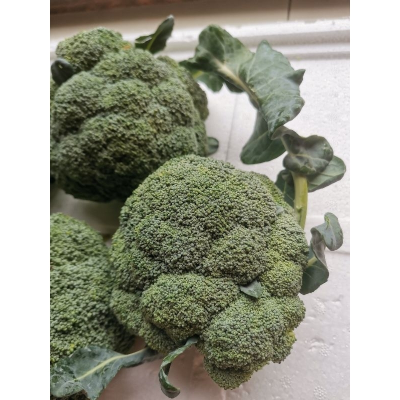 Jual Brokoli Hijau Segar 1KG - Brokoli import - Brokoli Batang Pendek ...