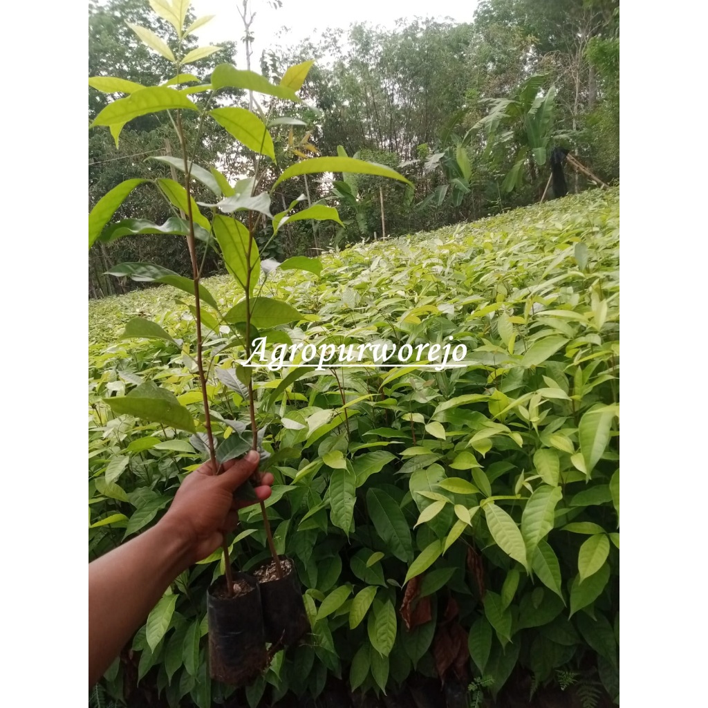 Jual Bibit Tanaman Kayu Mahoni - Kualitas Kayu Unggul Harga Ekonomis ...