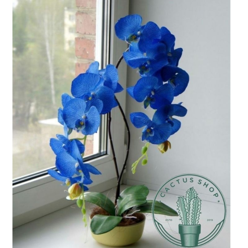 Jual Murah Bunga Anggrek Bulan Dewasa Jumbo super Bunga Blue eyes ...