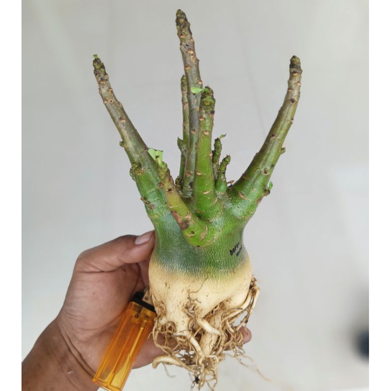 Jual Adenium Karakter ID. KALAMAE × DDC | Shopee Indonesia