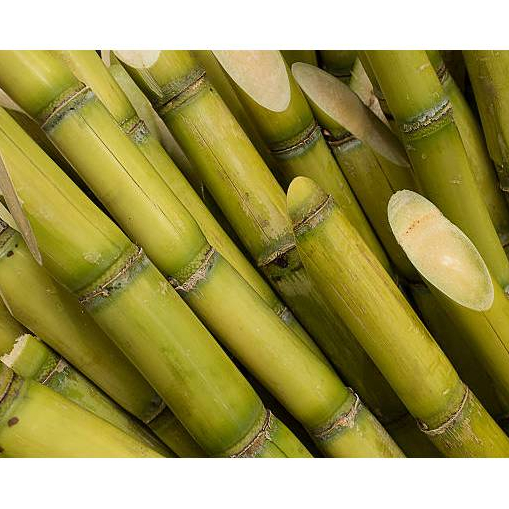 Jual Tebu kuning manis segar per 1kg siap makan | Shopee Indonesia