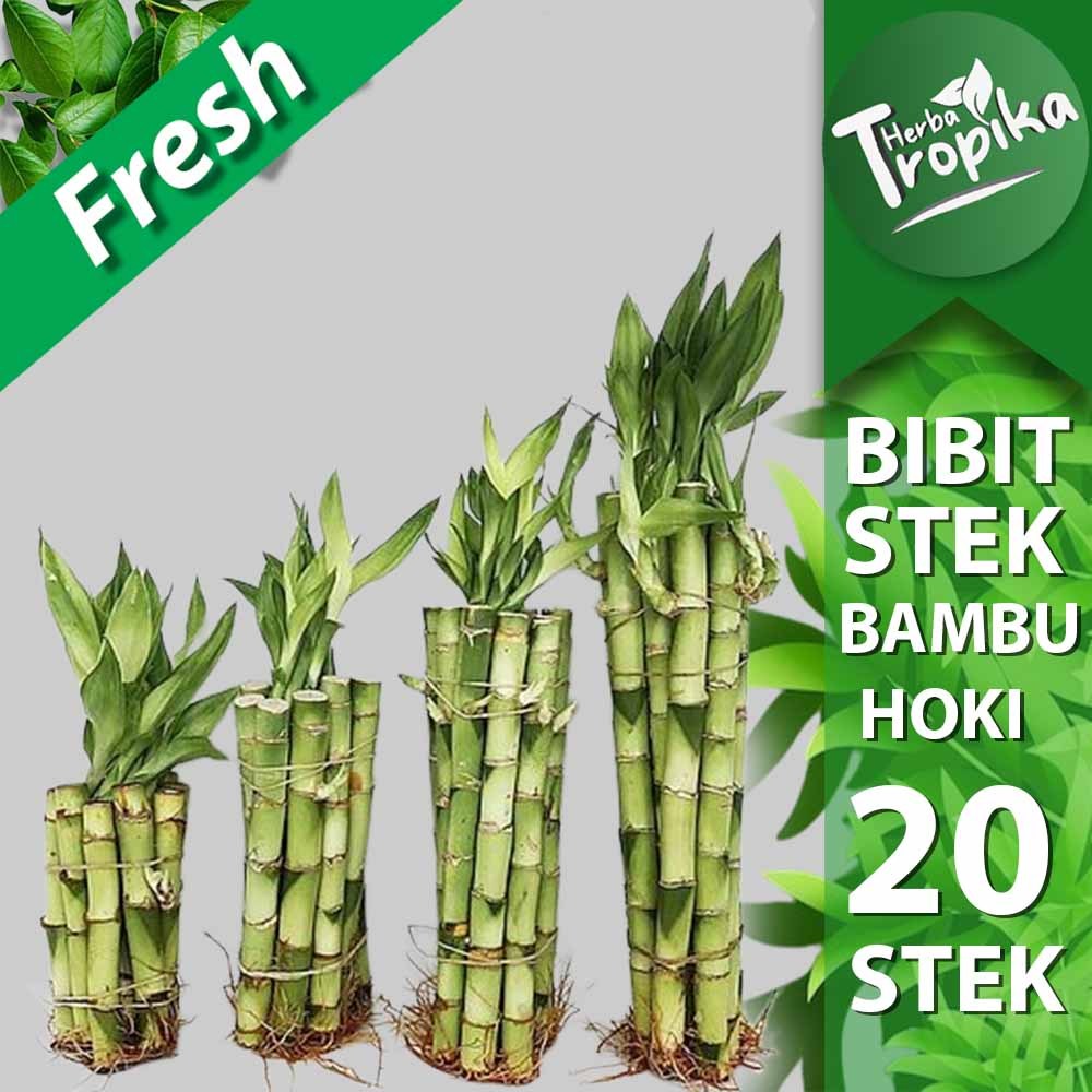 Jual Bibit Stek Tanaman Bambu Hoki isi 20 pohon toko herba triopika ...