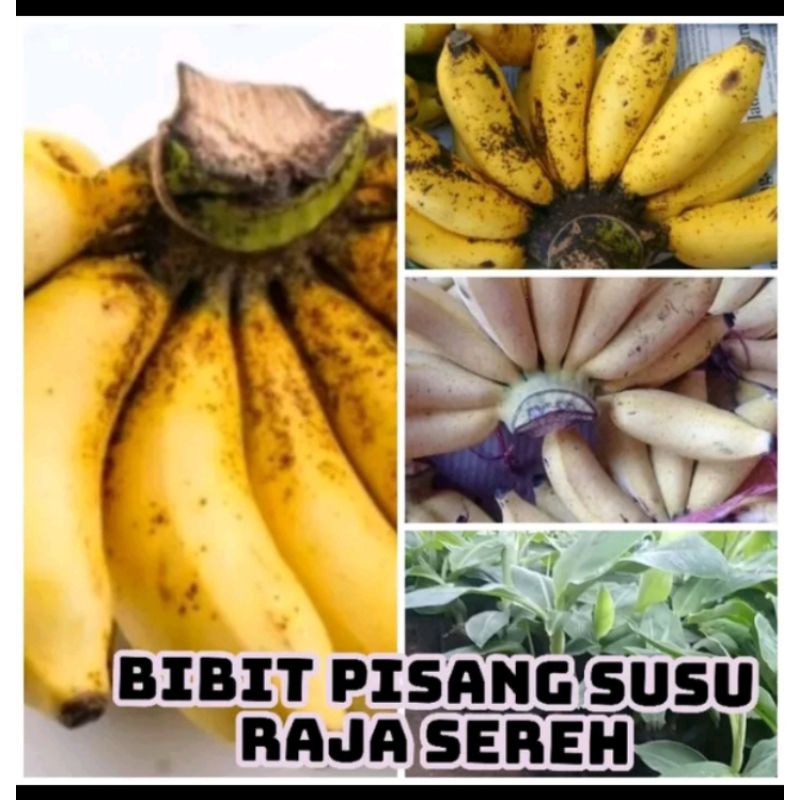 Jual Bibit pisang Susu atau raja sereh tahan hama tahan penyakit super ...