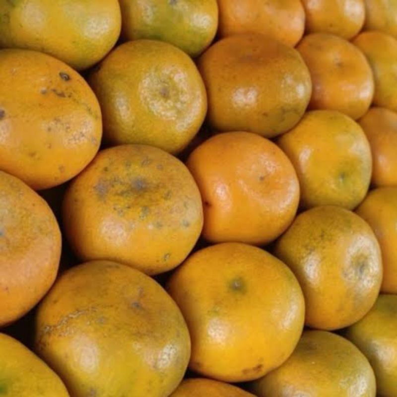 Jual Jeruk Medan manis 1kg | Shopee Indonesia