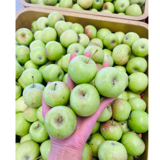 Jual Apel Manalagi Batu Malang Ukuran Ceri Mini Isi 22-26 Buah | Shopee ...