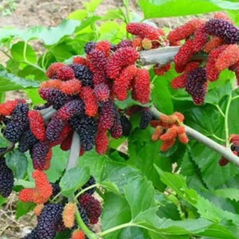 Jual Tanaman Murbei Hitam / Tanaman Herbal | Shopee Indonesia