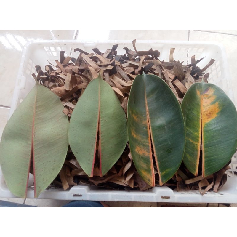 Jual Daun Pohon Karet Kebo Basah-Kering Untuk Stroke 100 Gram | Shopee ...
