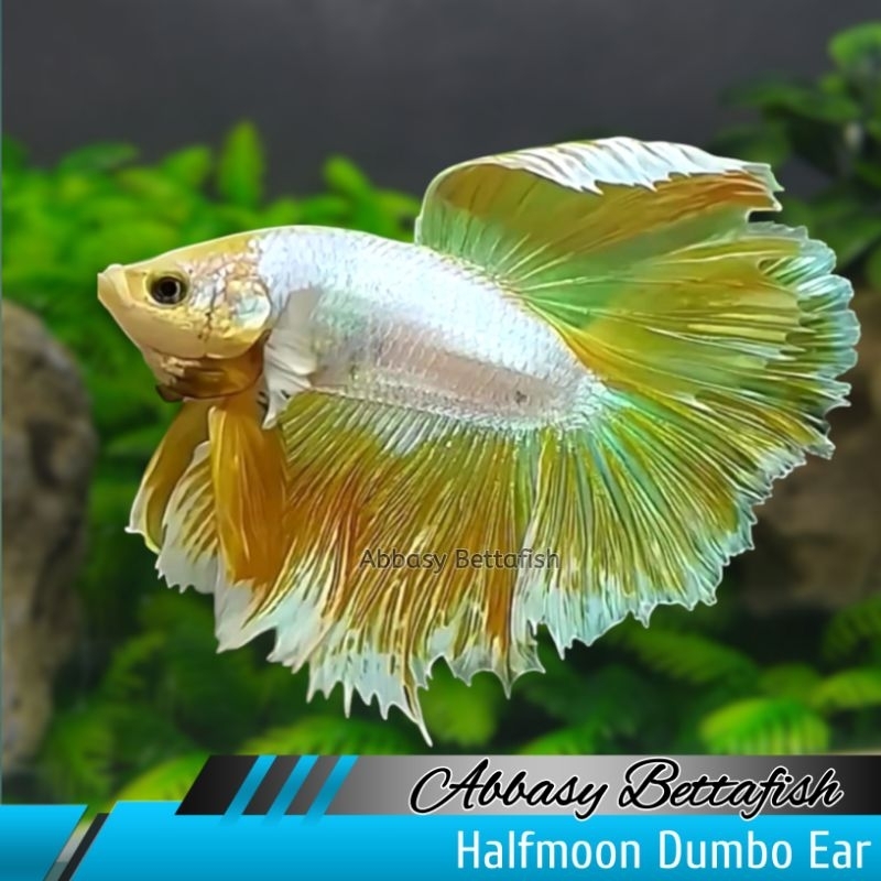Jual Halfmoon Dumbo Ear Soft Gold Male Real Picture | Shopee Indonesia
