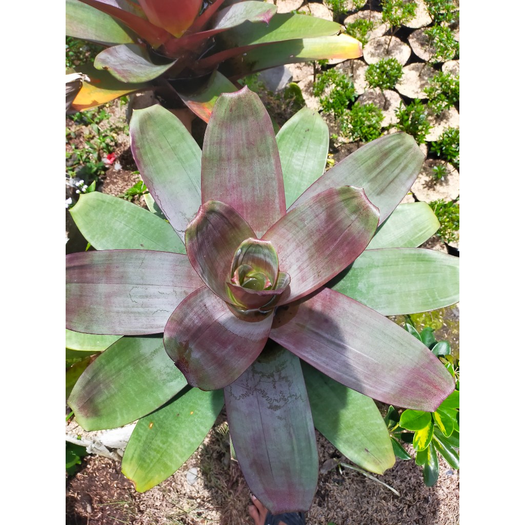 Jual TANAMAN HIAS BROMELIA GIANT MERAH BESAR DIAMETER LINGKAR 50CM-70CM ...