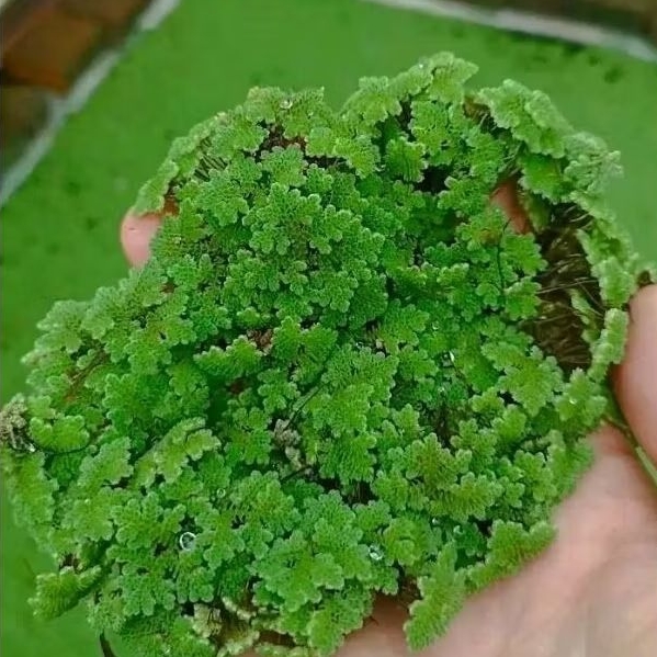 Jual Azolla pakan ikan | 1kg meningkatkan kesehatan dan produktivitas ...