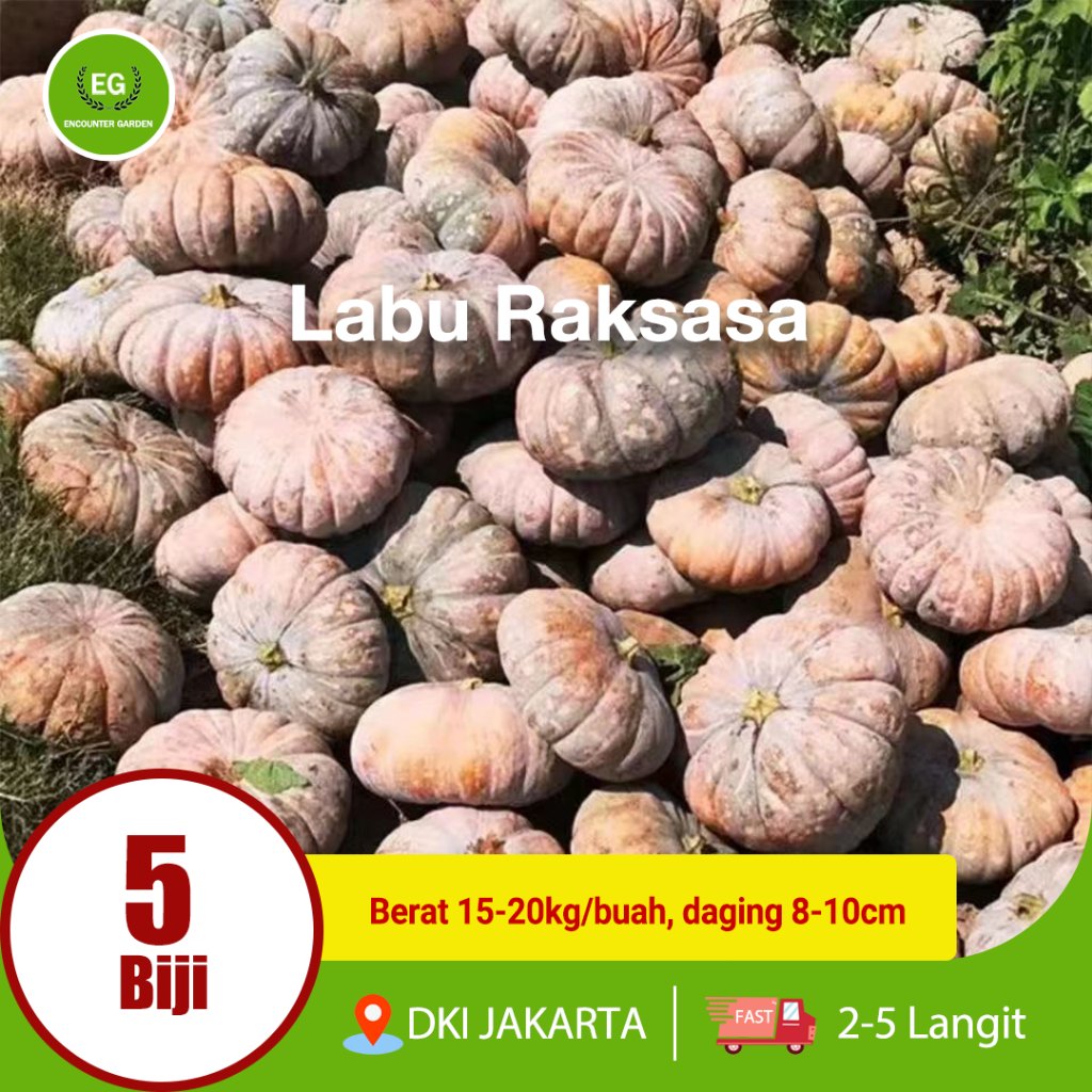 Jual 5 Bibit Labu Raksasa Indonesia (Tahan Banjir) | Shopee Indonesia