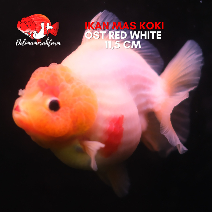 Jual IKAN MAS KOKI OST RED WHITE SIZE 11,5 CM CANTIK BERGARANSI ...