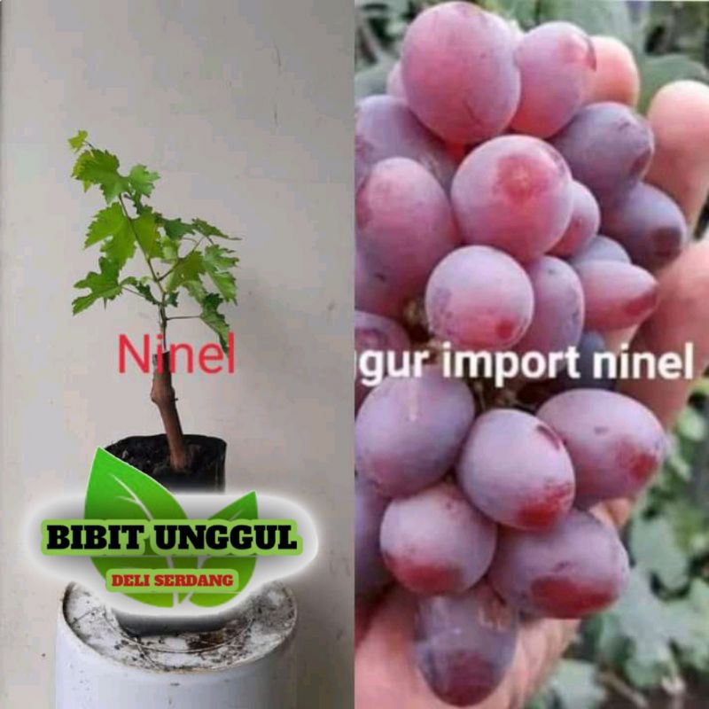 Jual Bibit Anggur import ninel Manis | Shopee Indonesia